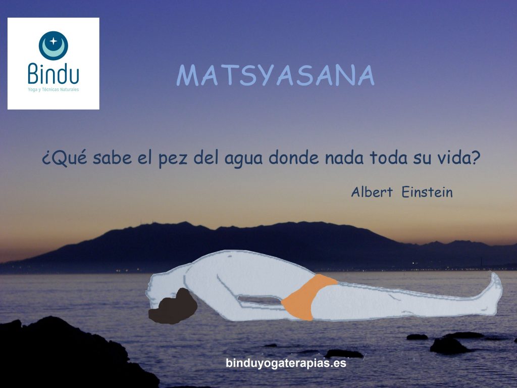 MATSYASANA. PEZ - Bindu